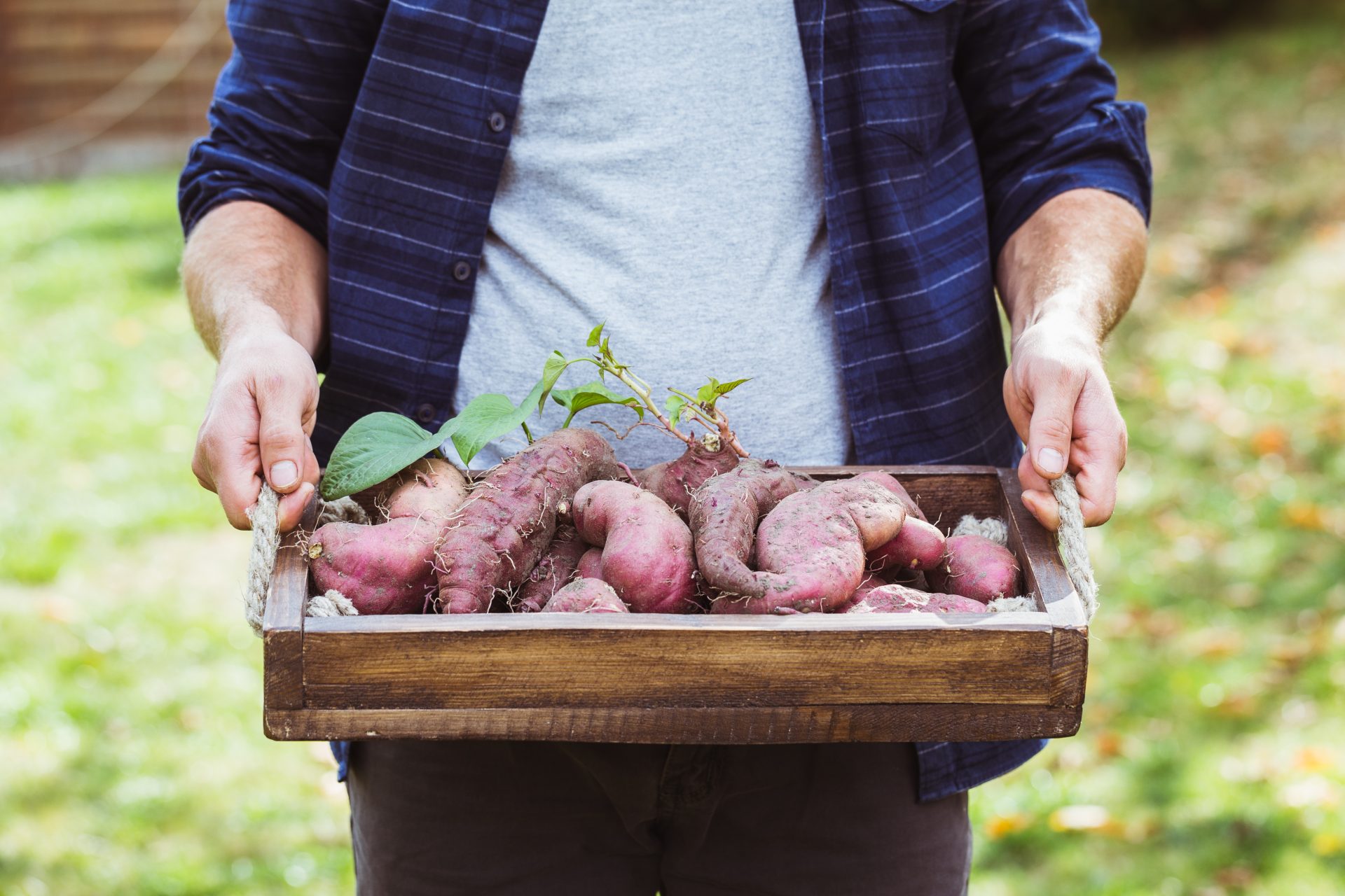 Sweet Potatoes: Your Ultimate Ally for Stronger Eyes and a Tougher ...