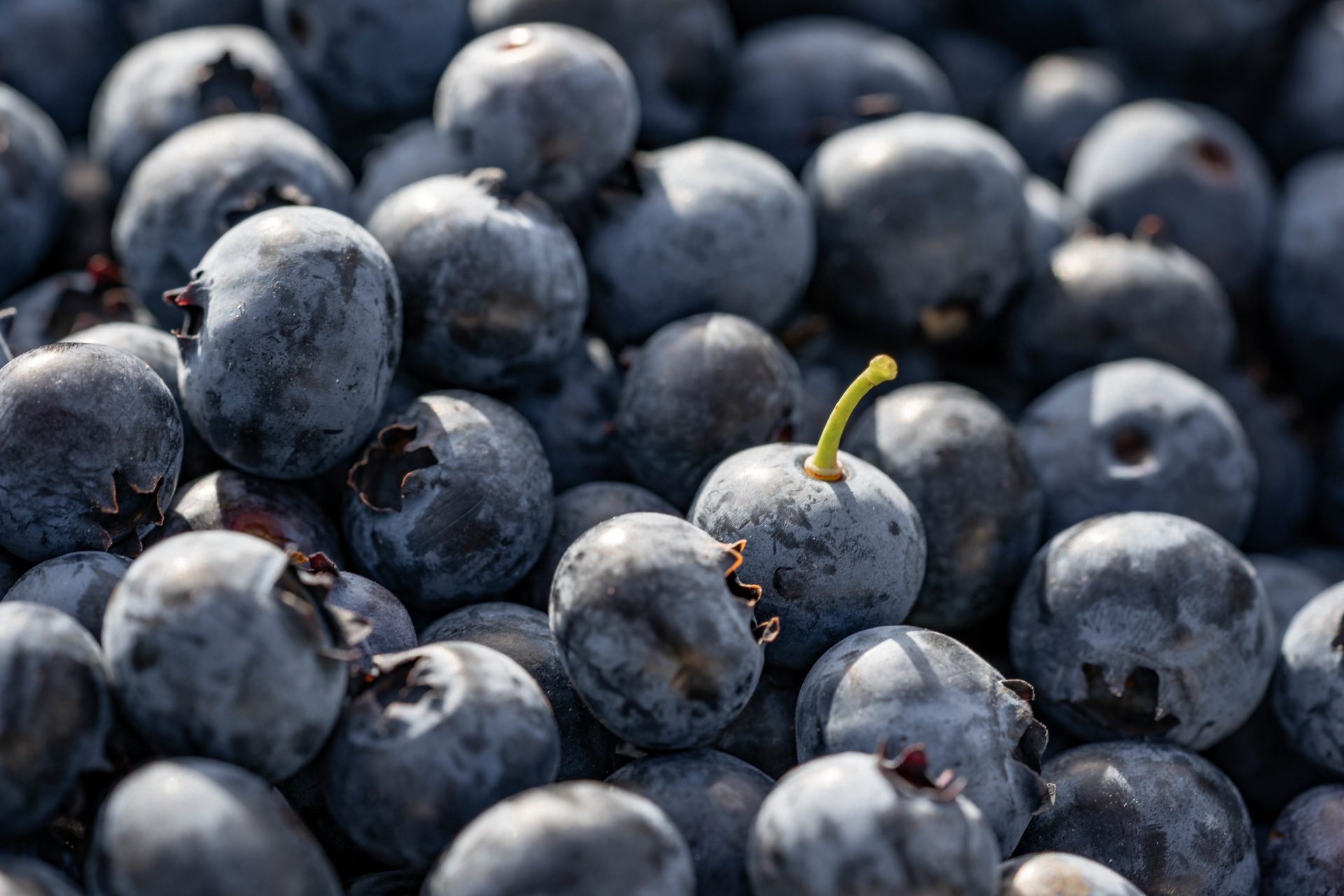 The Blueberry Paradox: How Nature’s Sweetest Berry Fights Diabetes ...
