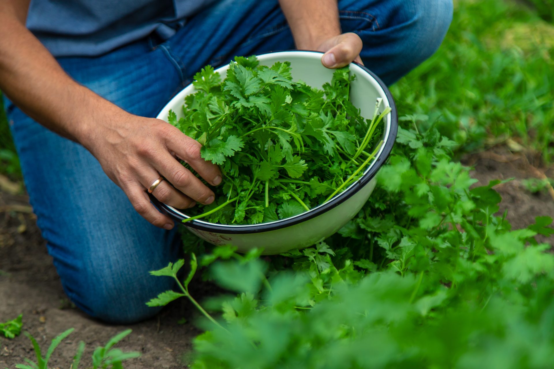 Fresh Cilantro: Nature's Heavy Metal Detox and Antimicrobial Powerhouse ...